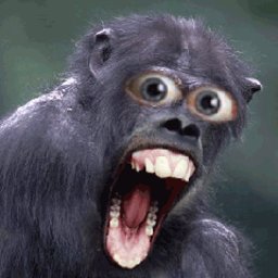 BAD MONKEY GAMING - Profile | Challengermode