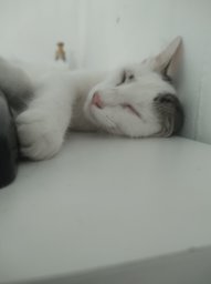 gg Moçambique - Profile | Challengermode