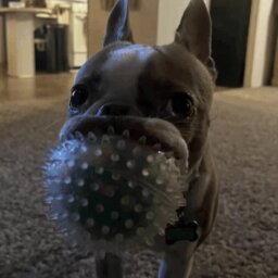 CL4L - Profile | Challengermode