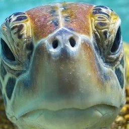 Transgender turtles - Profile | Challengermode