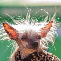 VoidGladiators - Profile | Challengermode