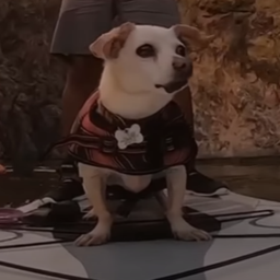 DON'T FALL DOGGO - Profile | Challengermode